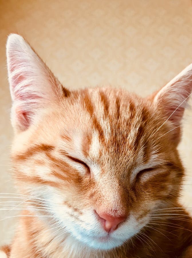 Cute ginger tabby cat stock photo. Image of cute, feline - 185902476