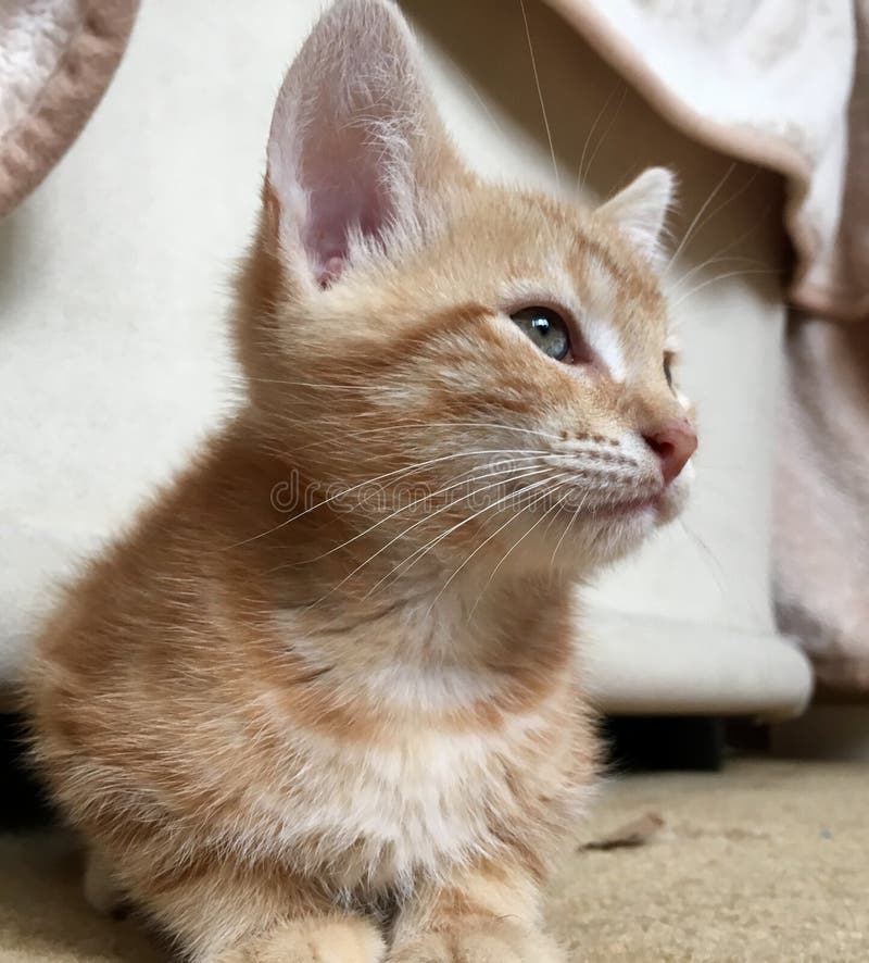 Cute ginger tabby cat stock photo. Image of kitten, striped - 185902440