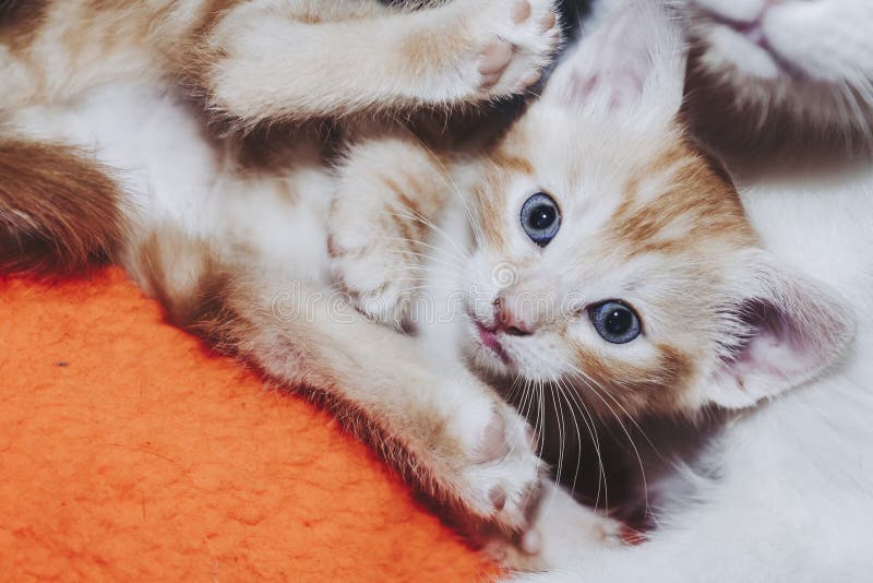 Cute Ginger Tabby Kitten with Blue Eyes in Funny Pose Stock ...
