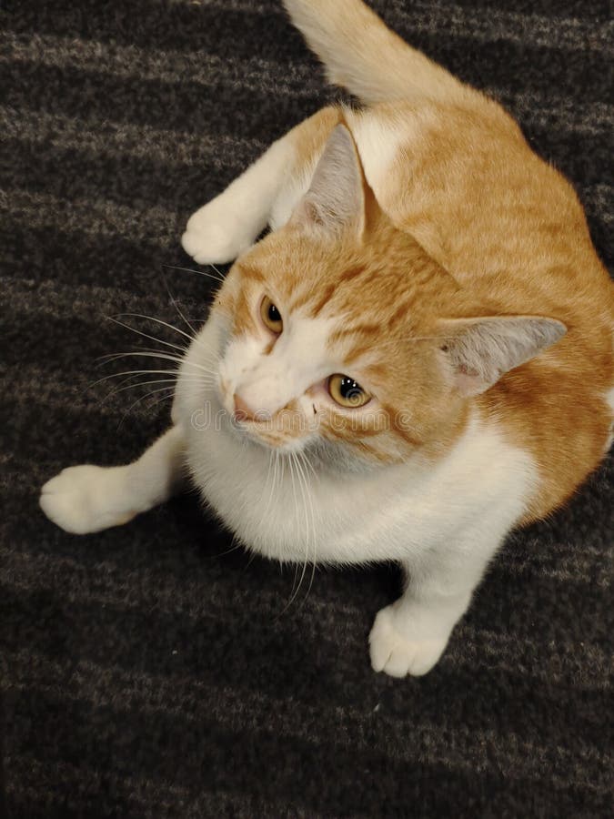 Cute Ginger-white Colored Cat Stock Photo - Image of color, ginger ...