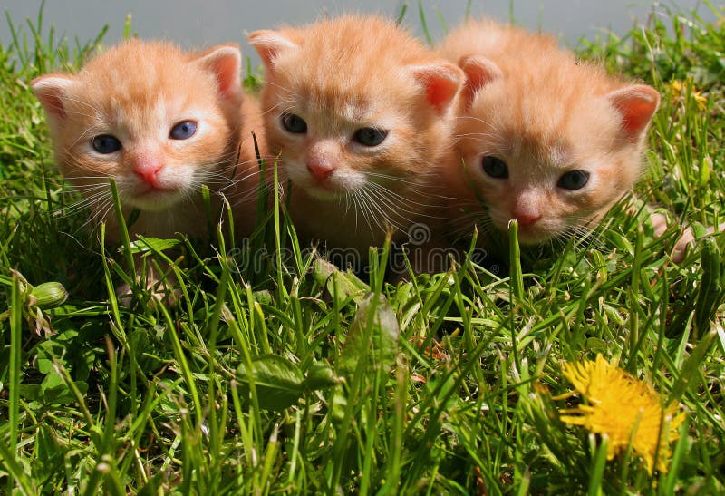 Yellow Kittens stock image. Image of baby, pets, animal - 691069