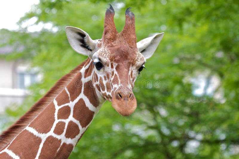 Cute Giraffe 1 stock photo. Image of germany, fauna, leaf - 27203776
