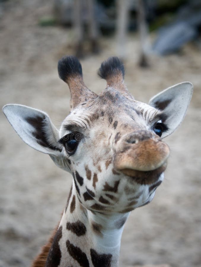 Cute giraffe stock photo. Image of giraffe, skin, high - 7336222