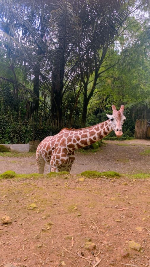 Cute giraffe stock photo. Image of female, beautiful - 268397182