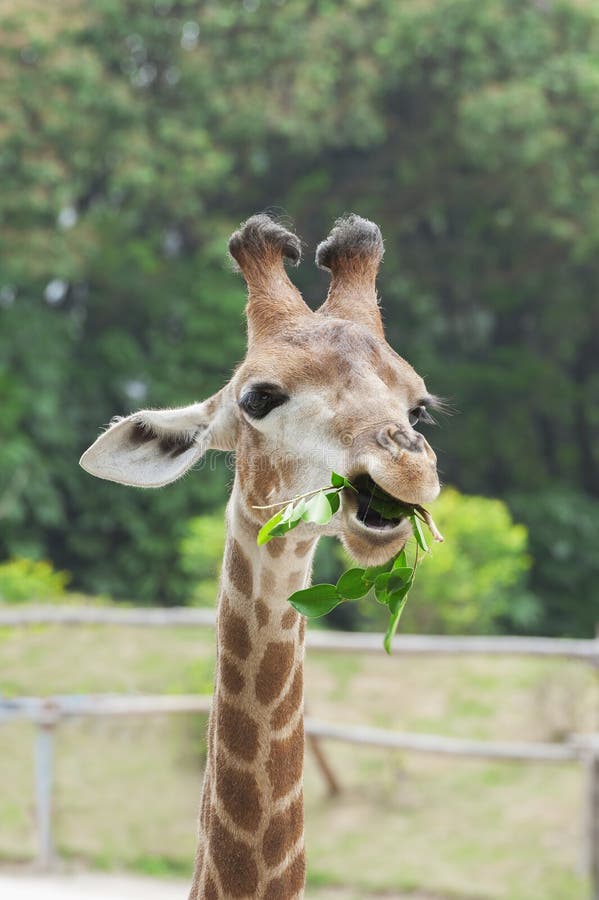 Cute giraffe stock image. Image of nature, horn, herbivore - 127603855