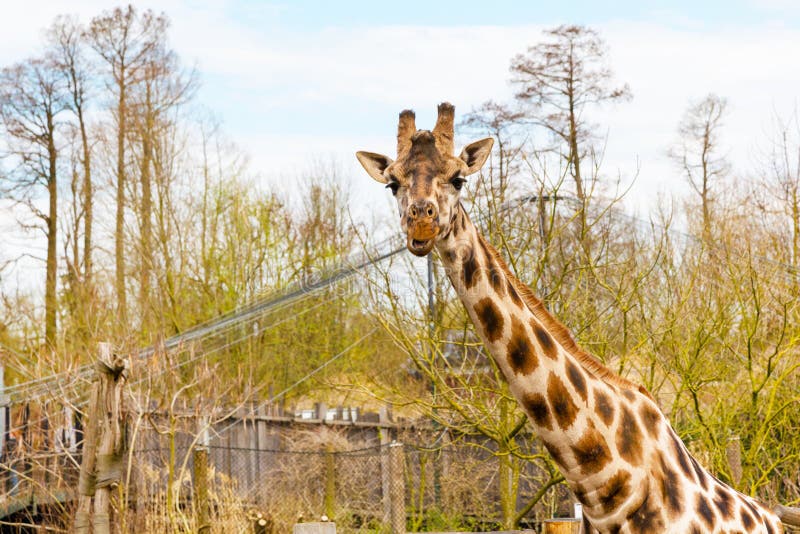 Cute Giraffe Head with Curious Chewing Look Stock Image - Image of ...