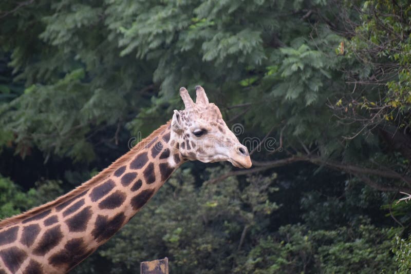 Giraffe Resting in Green Terrain Stock Photo - Image of nature, natural ...