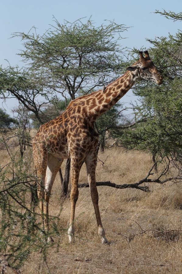 Cute Giraffe in Search of Food Stock Image - Image of sunny, search ...