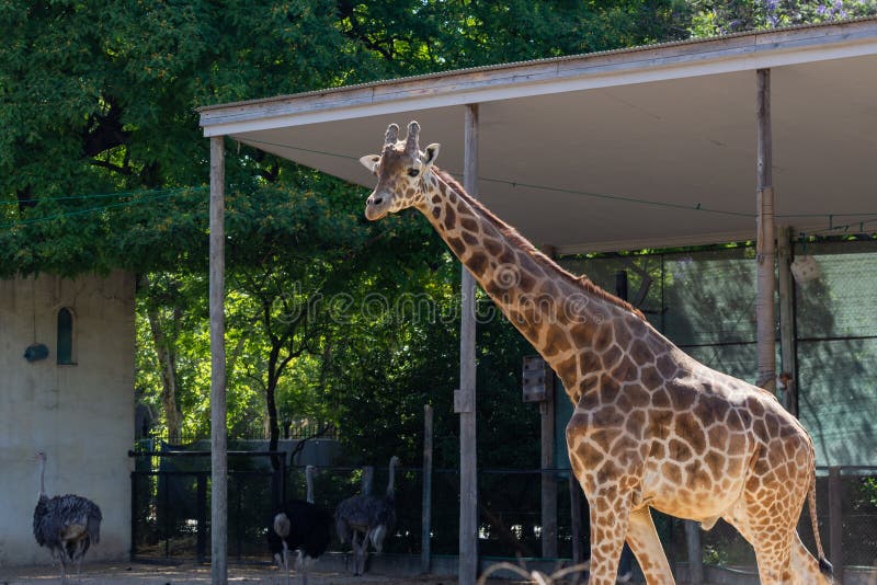 Cute Giraffe Standing Inside the Fencing in the Zoo Stock Image - Image ...