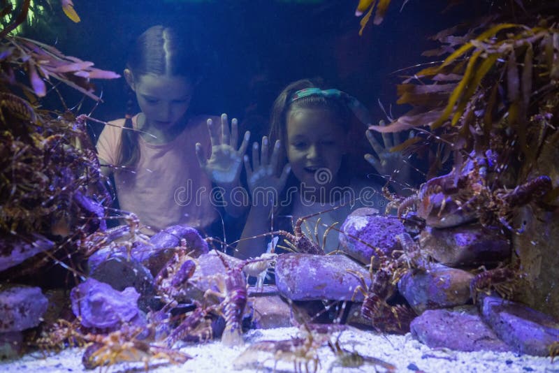 Cute Girls Looking at Fish Tank Stock Image - Image of cute ...