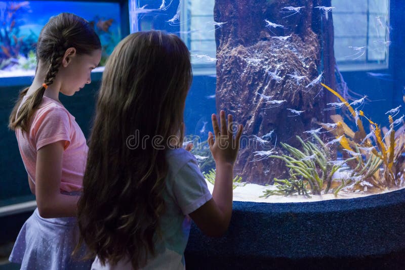 Cute Girls Looking Fish Tank Stock Photos - Free & Royalty-Free Stock ...