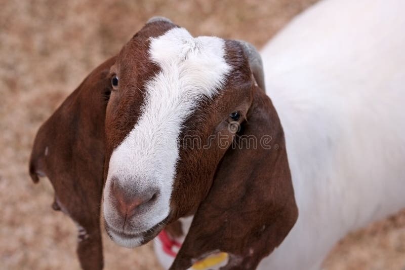 Cute goat stock photo. Image of gray, head, cage, country - 872106