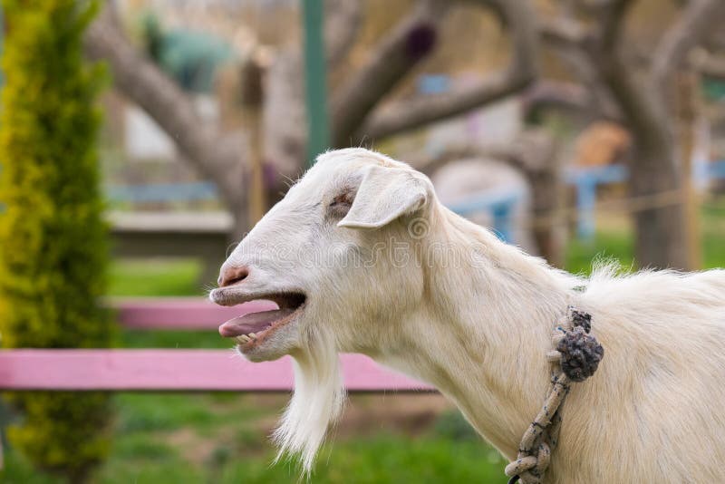Goat Bleating stock photo. Image of goat, looking, pink - 7497232