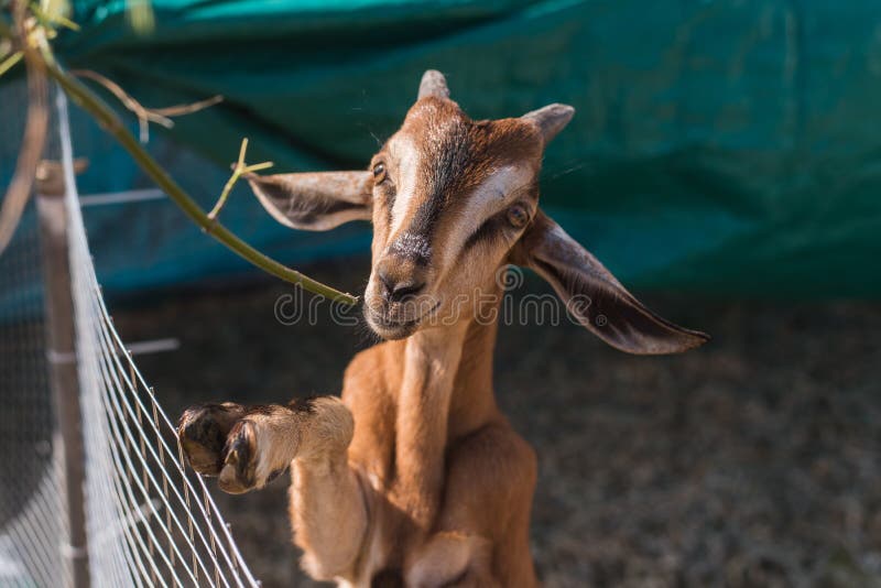 Cute Goat Eating a Branch of Grass. Brown Goat in a Pen Outdoors Stock ...