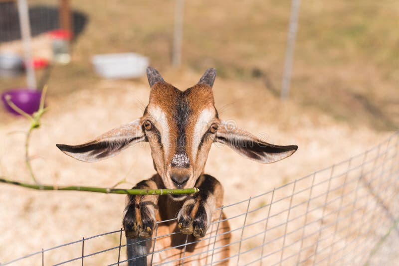 Cute Goat Eating a Branch of Grass. Brown Goat in a Pen Outdoors Stock ...