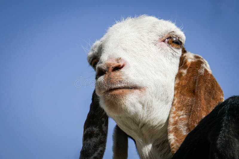 Cute Goat with Endearing Expression Against a Blue Sky in India Stock ...