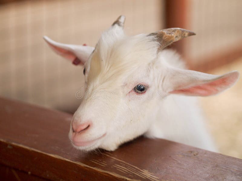 Cute goat stock photo. Image of animal, goat, land, nature - 97602784