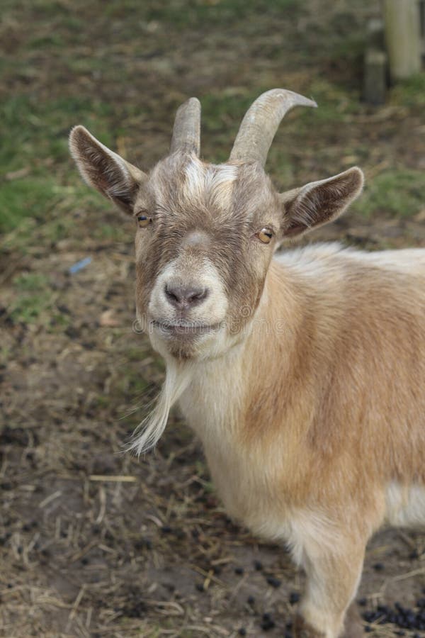Cute goat on a farm stock photo. Image of group, cattle - 101786382