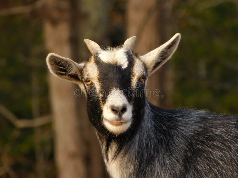 Goat on the farm stock image. Image of farmlife, outdoors - 236321433