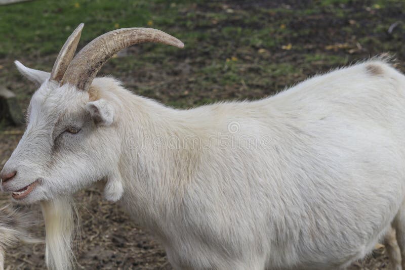 Cute goat on a farm stock image. Image of bull, herd - 101786585
