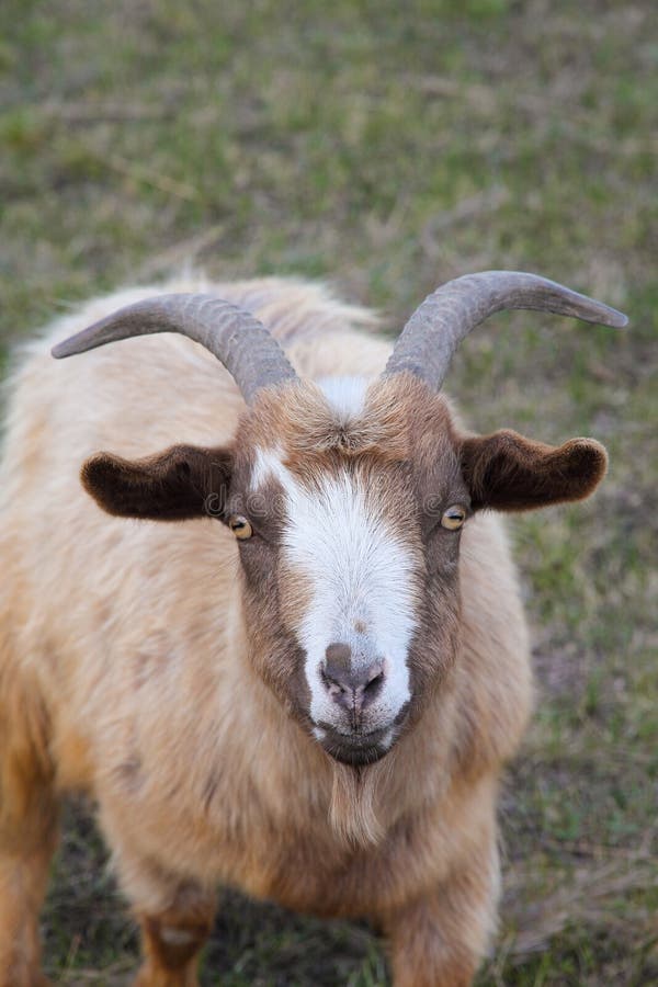 Cute goat stock image. Image of milking, goat, animal - 89283441