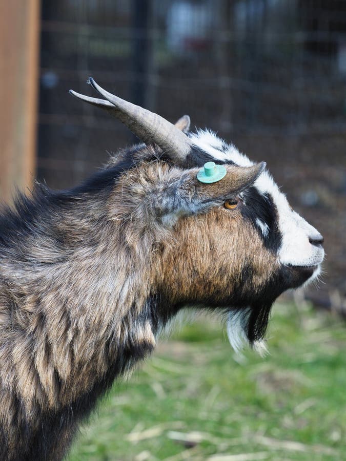 Cute Goat stock photo. Image of farm, pretty, goat, mammal - 201402958