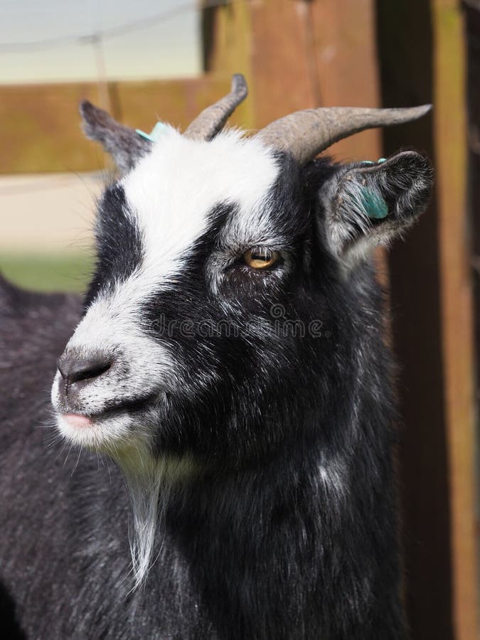 Cute Goat stock photo. Image of production, pretty, nanny - 201532412