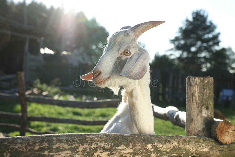 Cute Goat Inside of Paddock at Farm Stock Image - Image of horn, mammal ...