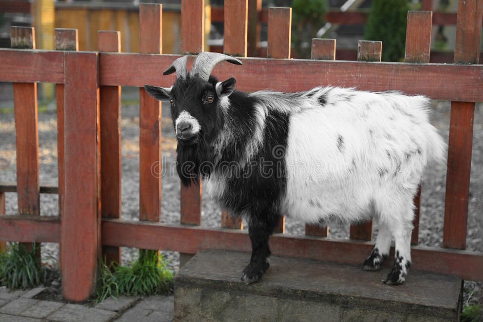 Cute Goat Inside of Paddock in Zoo Stock Image - Image of outdoors ...