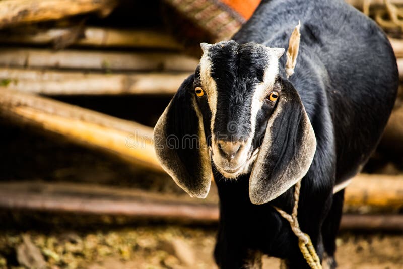 Cute Goat Looking in a Camera Stock Image - Image of female, animak ...