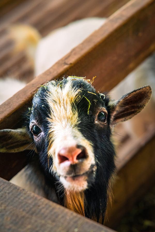 Cute Goat Looking at the Camera Stock Image - Image of animal, farm ...
