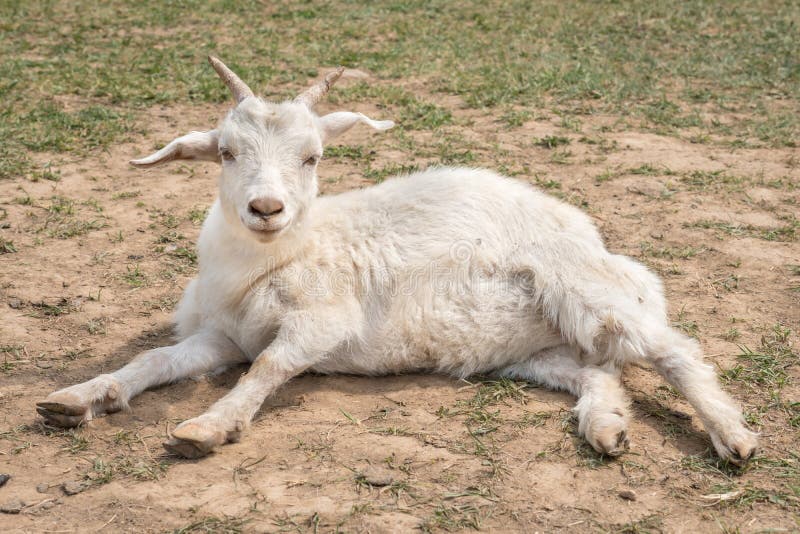 Goat Lying on the Ground Watching Stock Image - Image of livestock ...