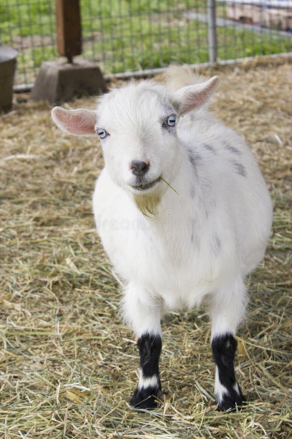 Cute Goat stock photo. Image of goat, cute, white, female - 51385680