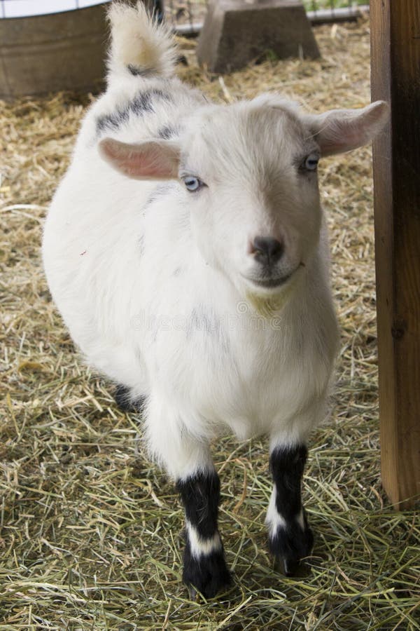 Cute Goat stock photo. Image of grass, white, snout, horn - 51385684