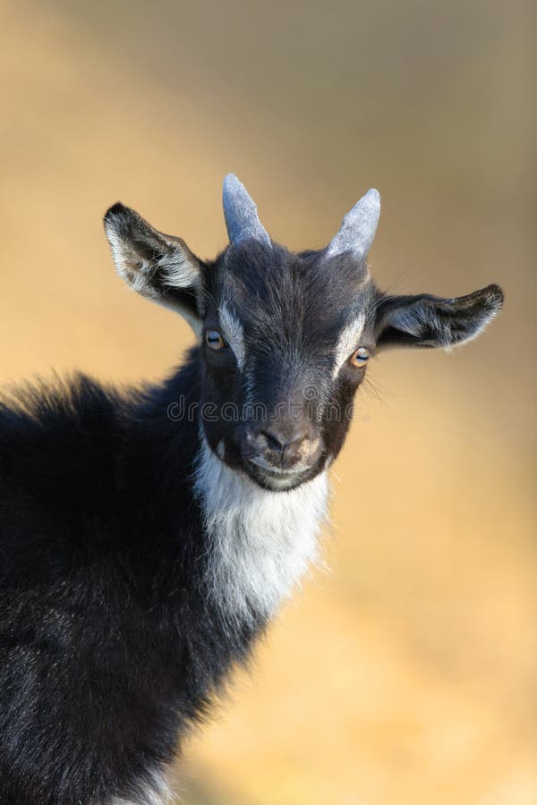Cute goat portrait stock image. Image of farm, grass - 78491623