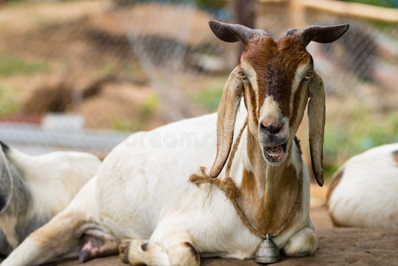 Cute of Goat Resting on the Rock Stock Photo - Image of black ...