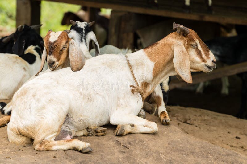 Cute of goat resting stock photo. Image of animal, agriculture - 99257242