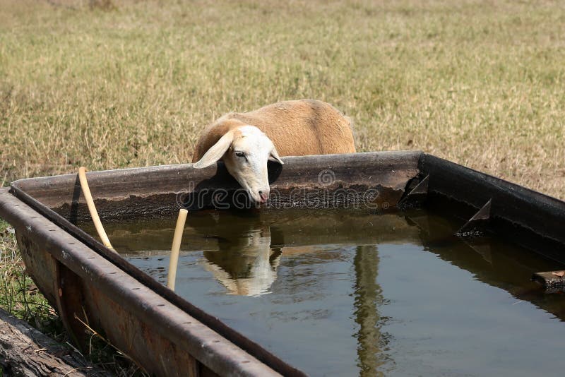 834 Goat Shadow Photos - Free & Royalty-Free Stock Photos from Dreamstime