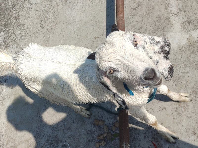 A cute baby white goat stock image. Image of cute, goat - 305670249