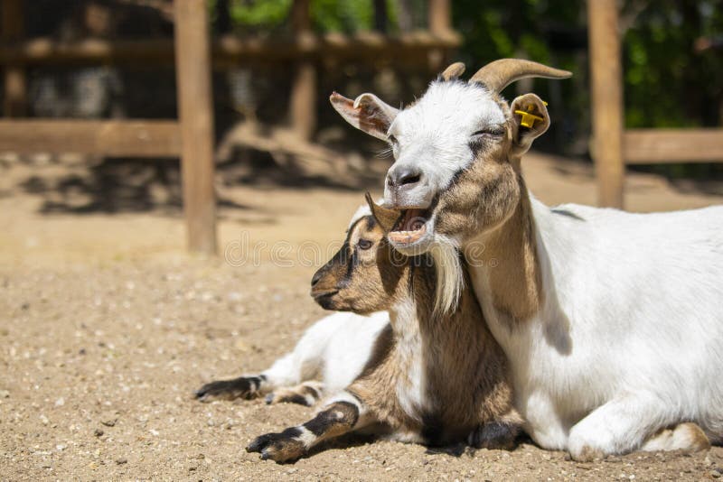 Cute Goat stock image. Image of goats, outdoor, head - 157642343