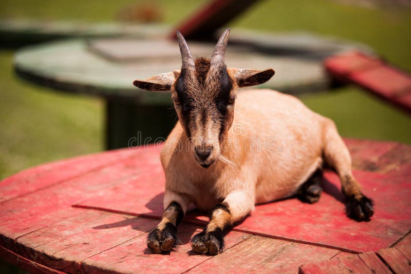Cute goatlings at farm stock image. Image of animal, goat - 90872707