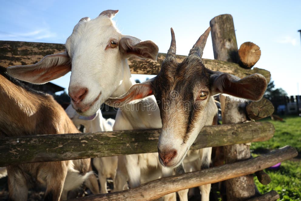 Cute Goats Inside of Paddock at Farm Stock Image - Image of livestock ...