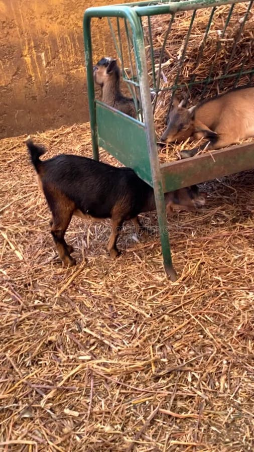 Cute goats in a paddock stock video. Video of scenic - 320458085