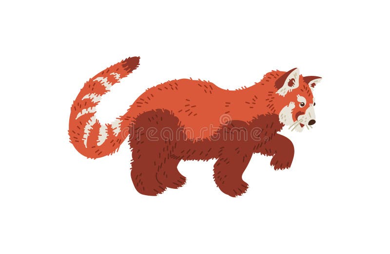 Cute Going Red Panda Side View Flat Style, Vector Illustration Stock ...