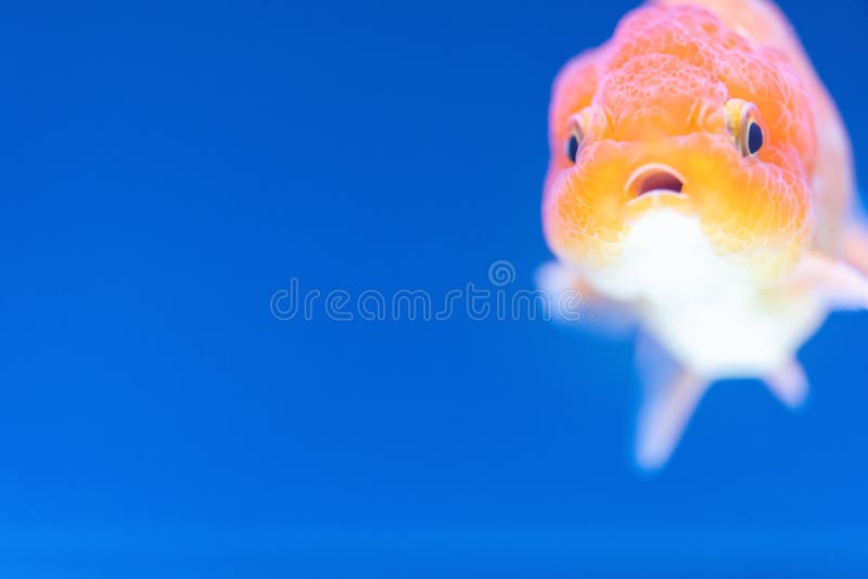Cute Gold Fish Looking at the Camera Stock Photo - Image of people ...