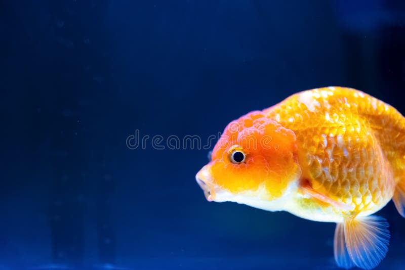 Cute Gold Fish Looking at the Camera Stock Photo - Image of people ...