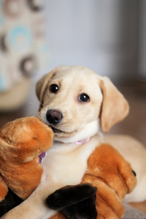 A Cute Golden Labrador Puppy Stock Photo - Image of situ, playing: 34636410