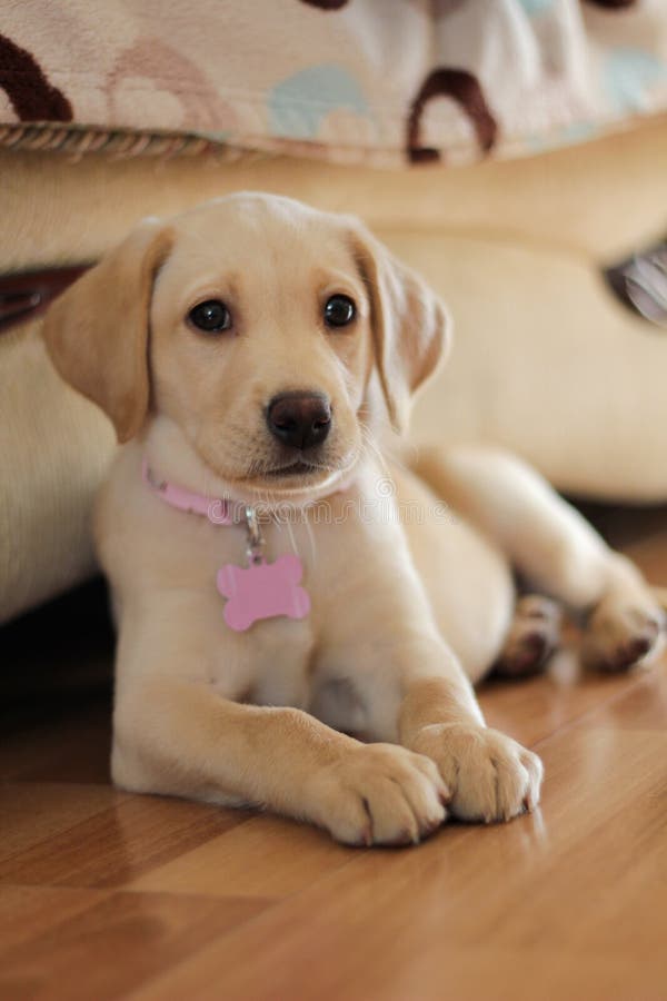 A Cute Golden Labrador Puppy Stock Image - Image of portrait, animal ...