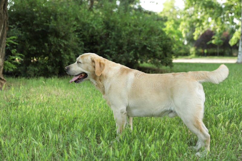 Cute Golden Labrador Retriever in Summer Park Stock Image - Image of ...