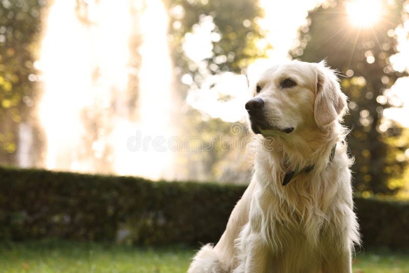 Cute Golden Retriever Dog on Spring Day, Space for Text Stock Photo ...